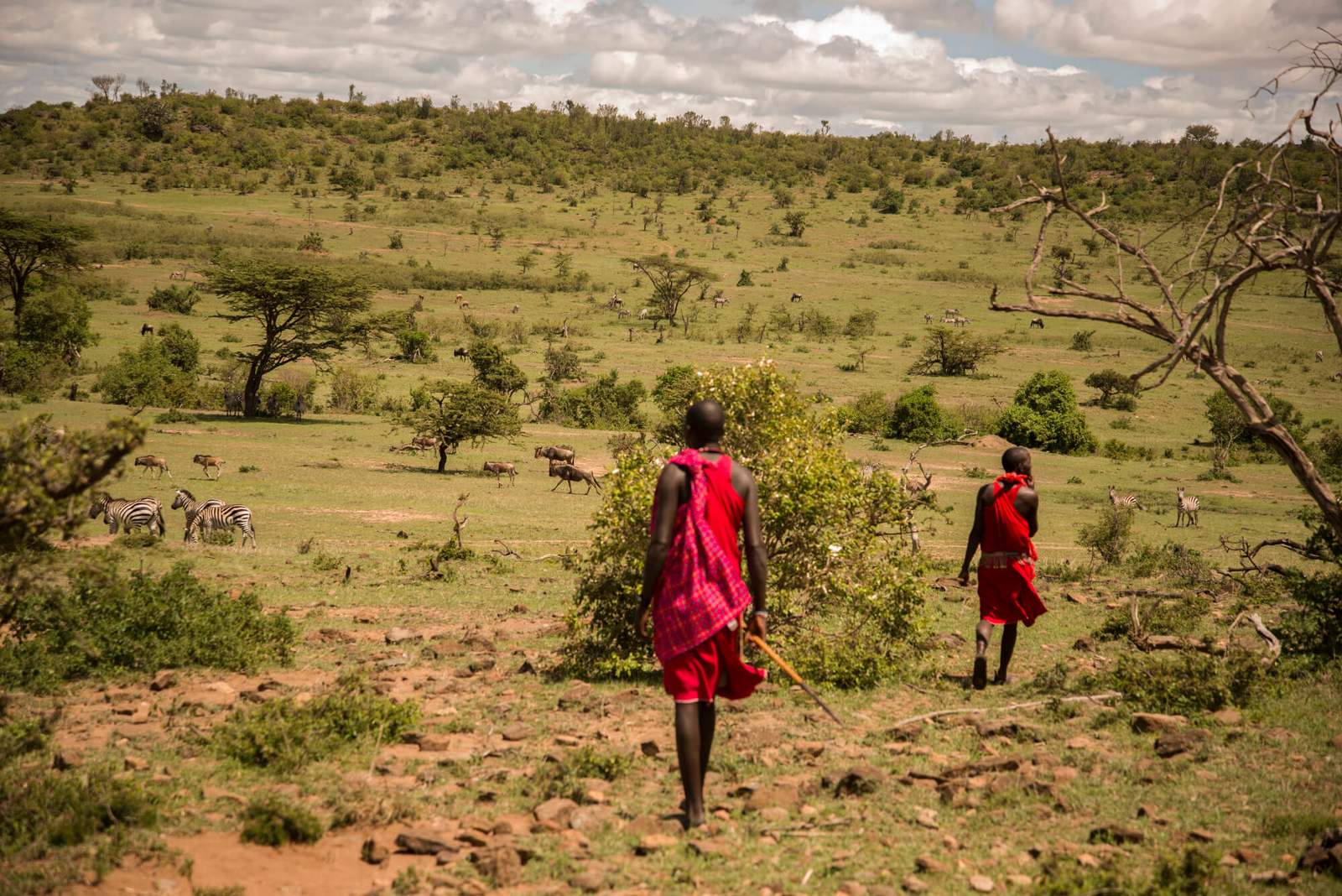 Kenya Wildlife Conservancies Association